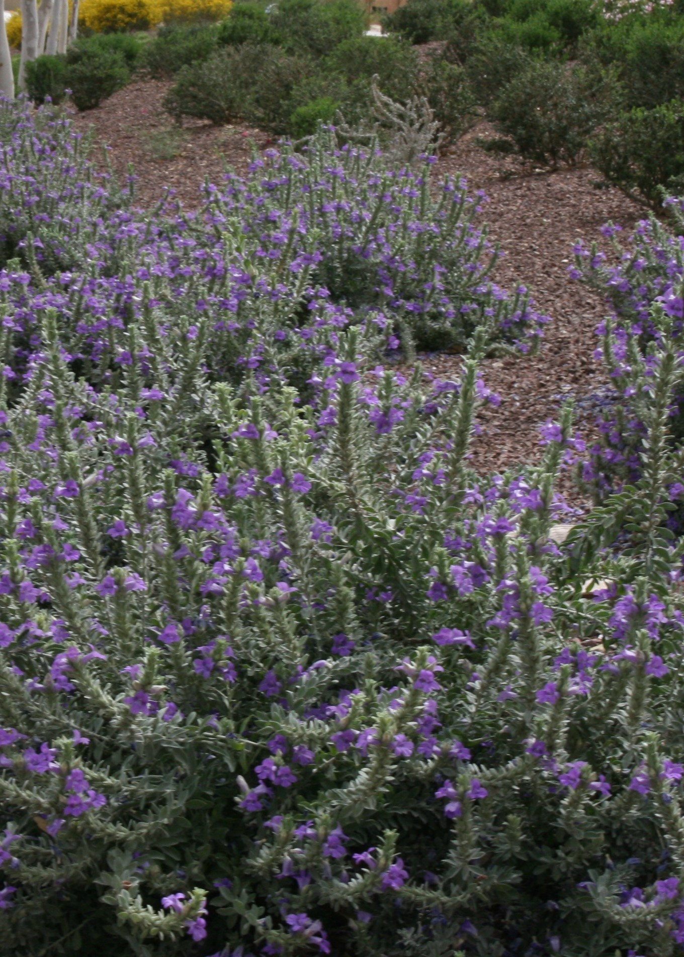 Blue Bells™ Emu Bush, Eremophila hygrophana, Monrovia Plant