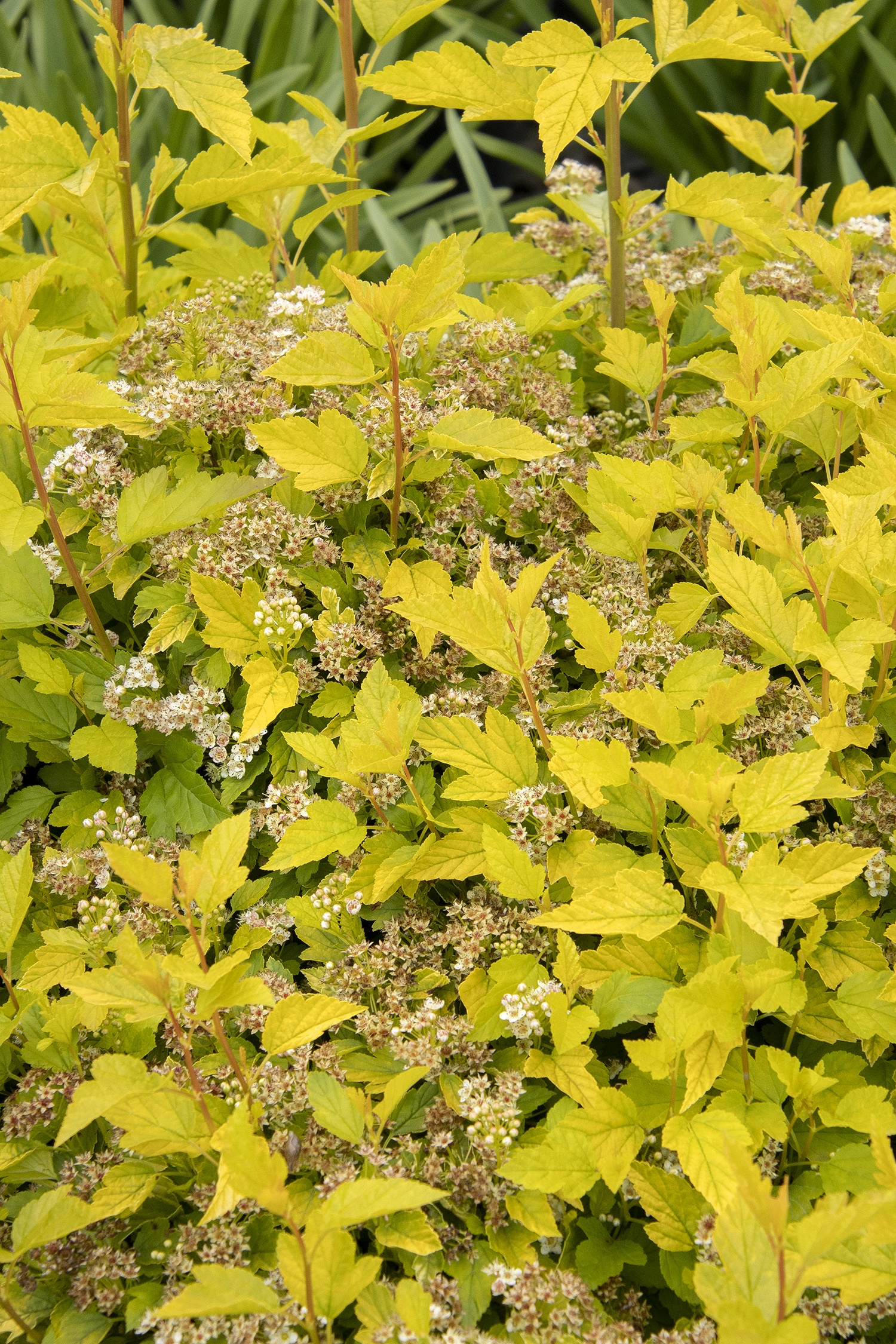 Raspberry Lemonade™ Ninebark, Monrovia Plant