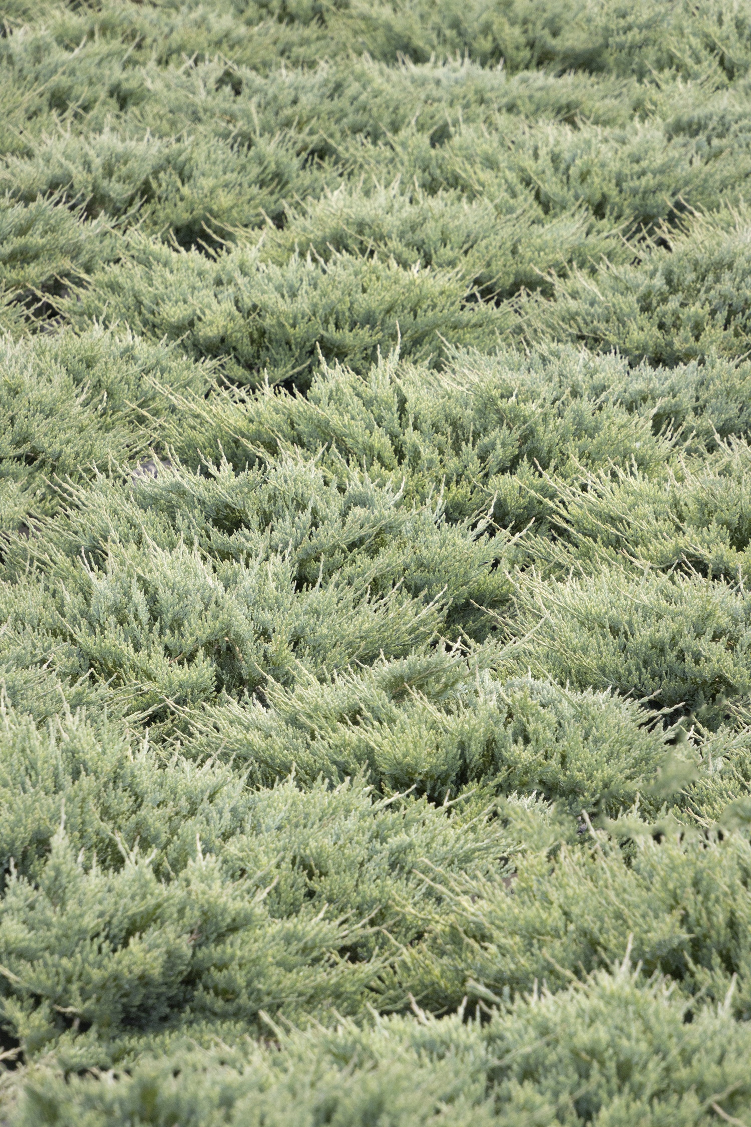 Blue Chip Juniper, Juniperus horizontalis 'Blue Chip', Monrovia Plant