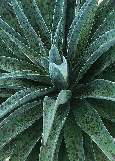 Pineapple Express Mangave, x Mangave 'Pineapple Express' PP #28,613