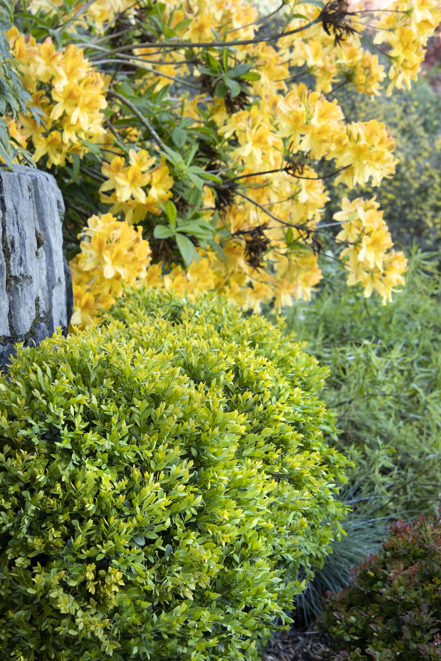 Golden Flare Azalea, Azalea x 'Golden Flare' (Exbury hybrid)