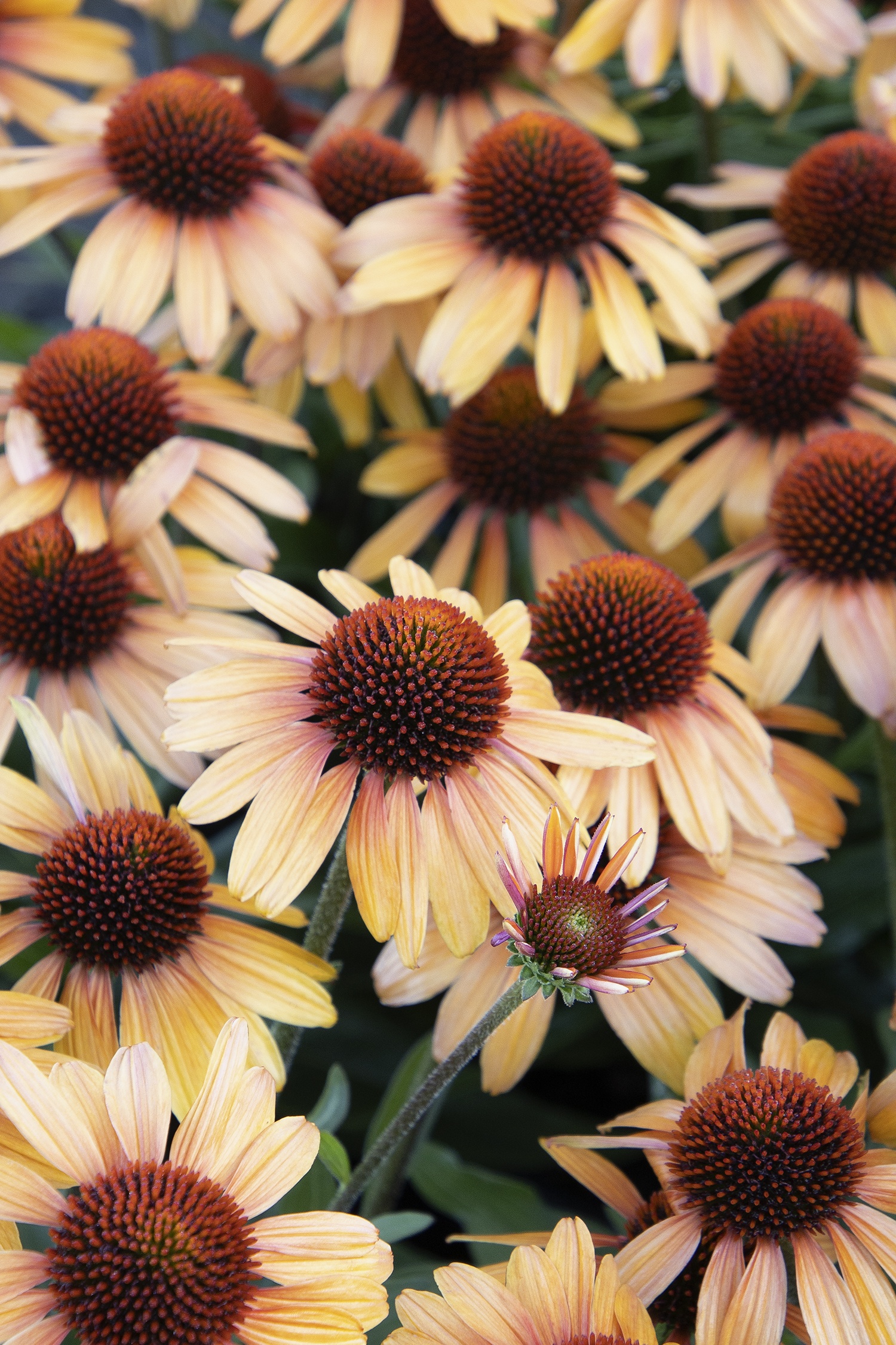 Prima™ Tiger Coneflower, Echinacea Hybrid 'Tiger', Monrovia Plant