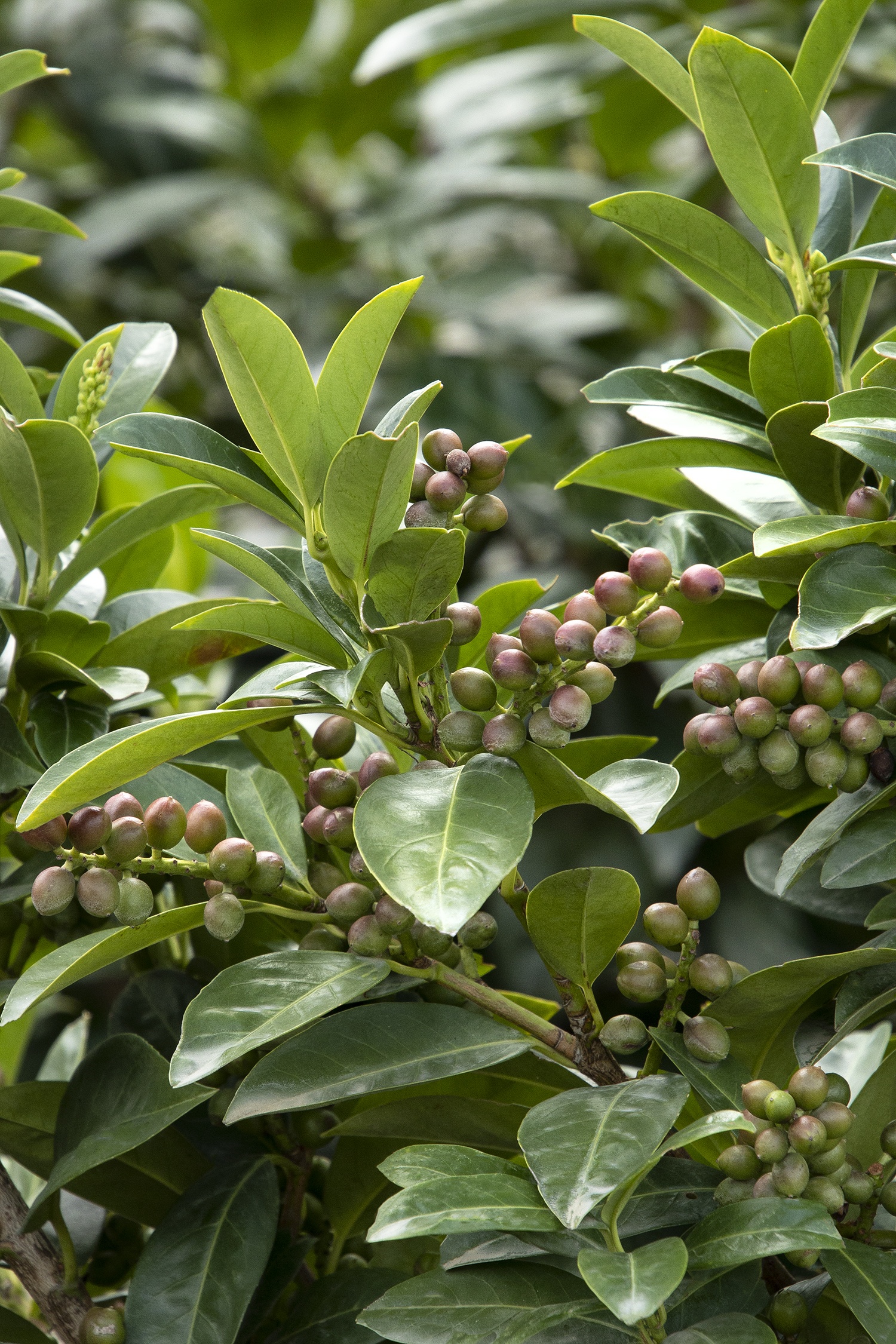 Volcano Cherry Laurel, Prunus laurocerasus 'JONG1' PP #29,889