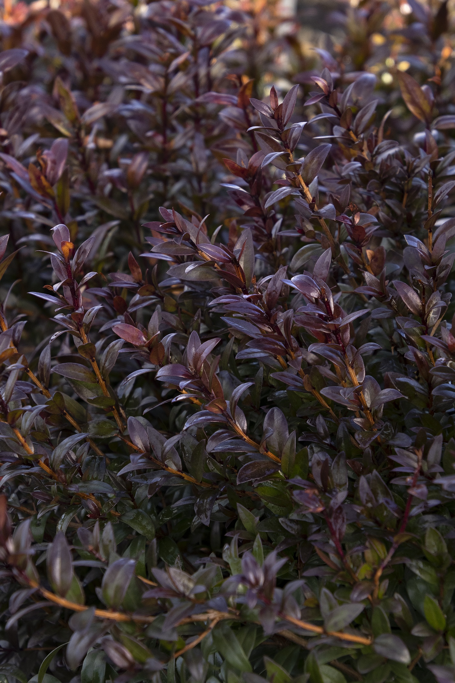 Sweetmaroon™ Myrtle, Myrtus communis 'Monfazred' PPAF, Monrovia Plant
