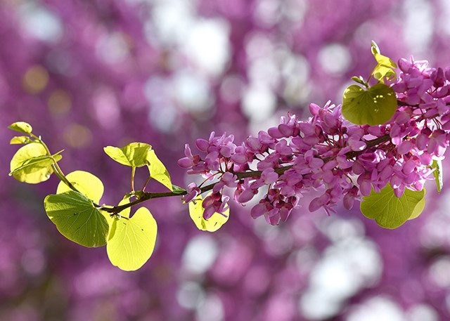Mexican Redbud, Cercis canadensis var. mexicana, Monrovia Plant