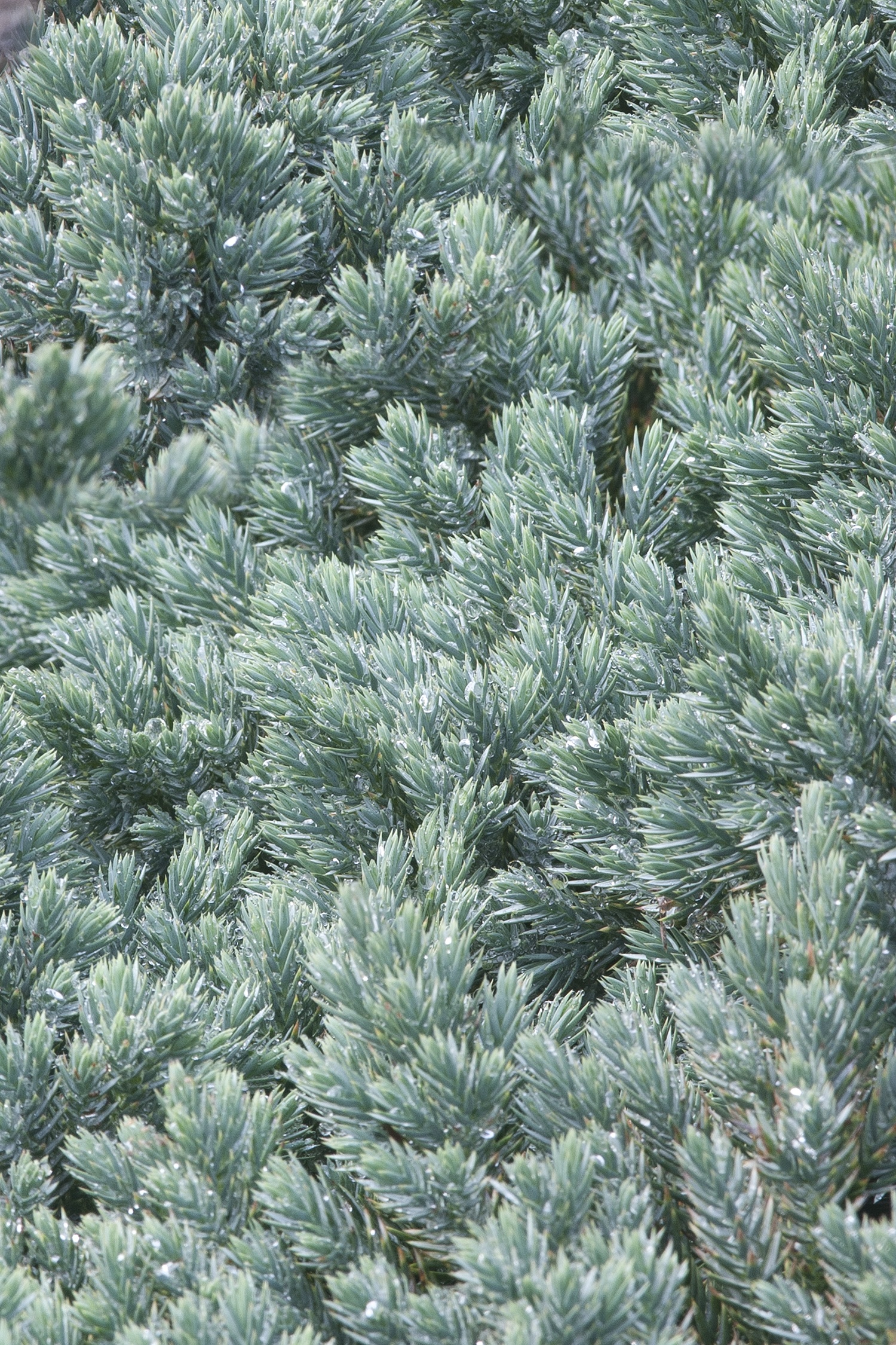 Blue Star Juniper, Juniperus squamata 'Blue Star', Monrovia Plant