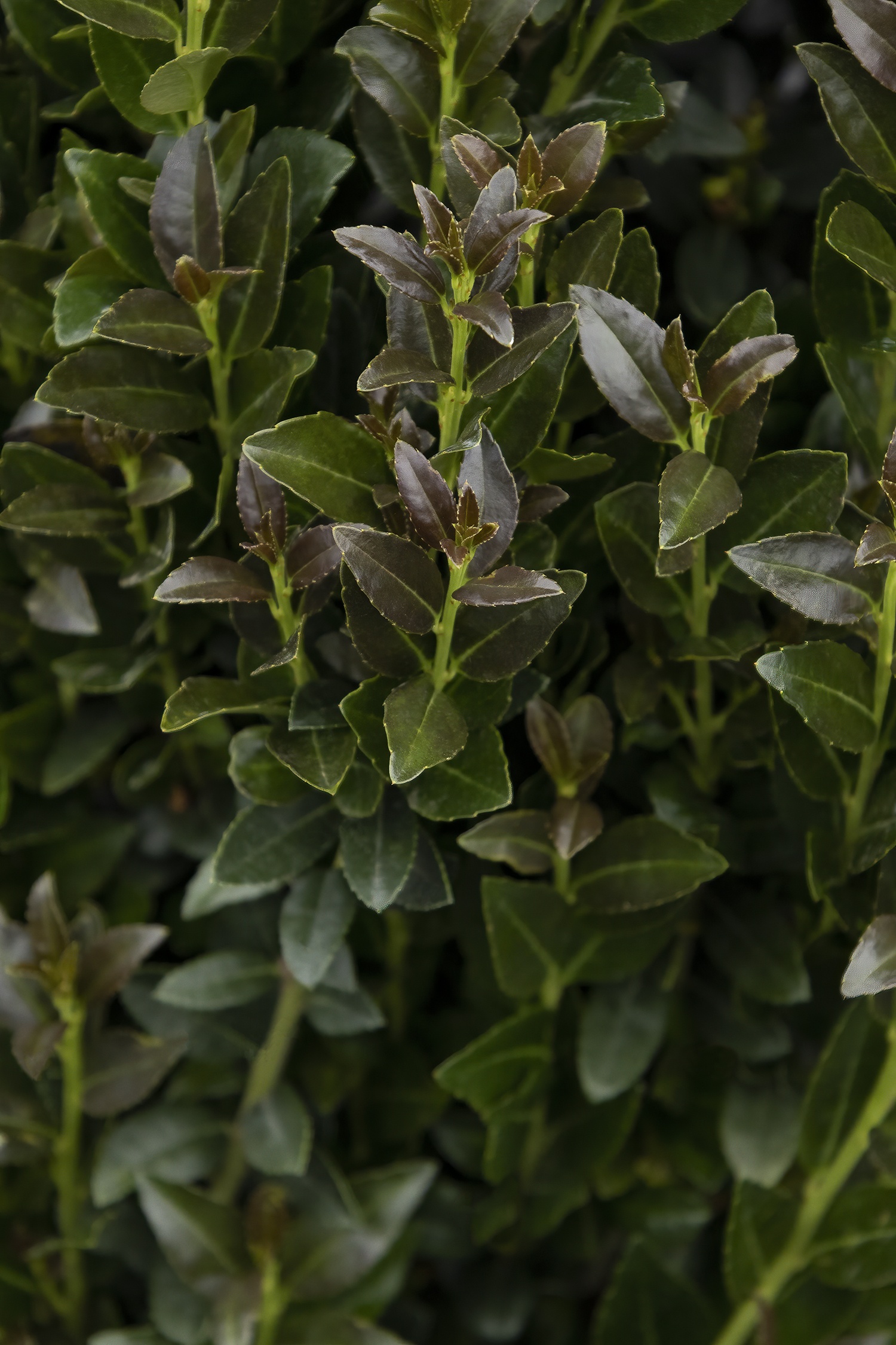 Ruby Colonnade® Holly, Ilex x crenata 'RutHol5' PPAF, Monrovia Plant