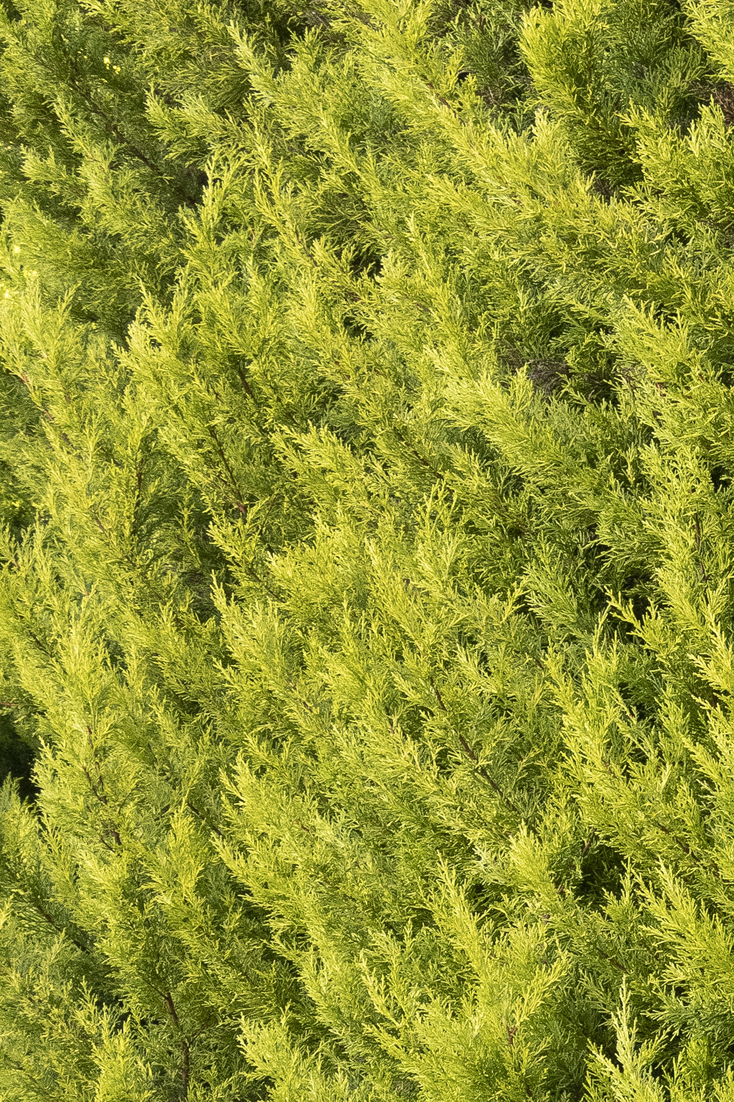 Donard Gold Monterey Cypress, Cupressus macrocarpa 'Donard Gold'