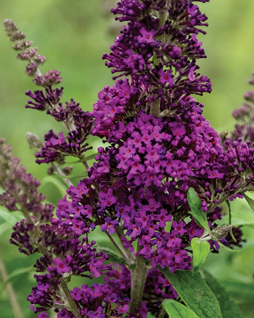 RoyalRazz® Butterfly Bush, Buddleja davidii 'SRPbudroy' PPAF