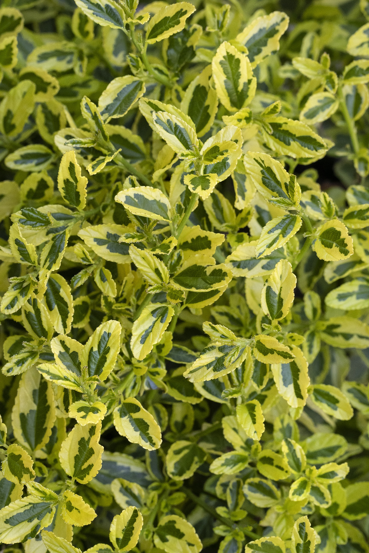 Lemon Ice California Lilac, Ceanothus thyrsiflorus 'Lemon Ice' PP #20,938