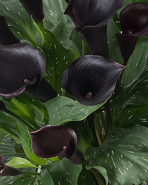 Captain Beretta Calla Lily, Zantedeschia 'Captain Beretta', Monrovia Plant