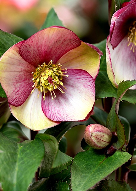 Ice N' Roses® Rosado Hellebore, Monrovia Plant