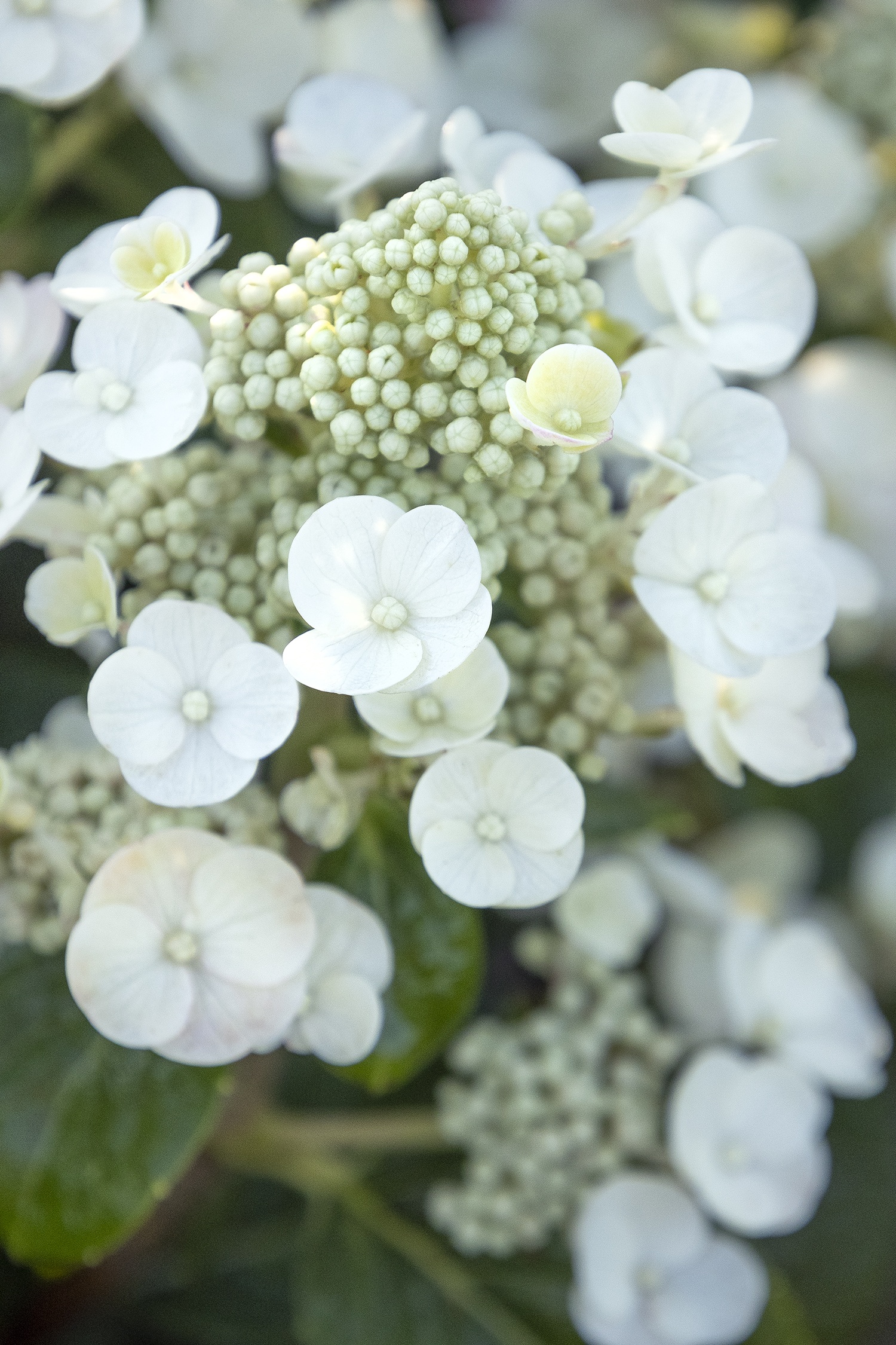 Razzleberri™ Hydrangea, Hydrangea paniculata 'SMHPS' PP #34,740