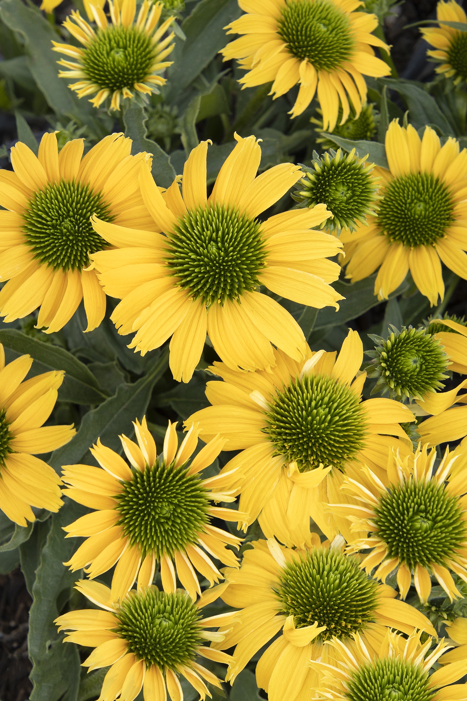Evolution™ Embers™ Sparks Coneflower, Monrovia Plant