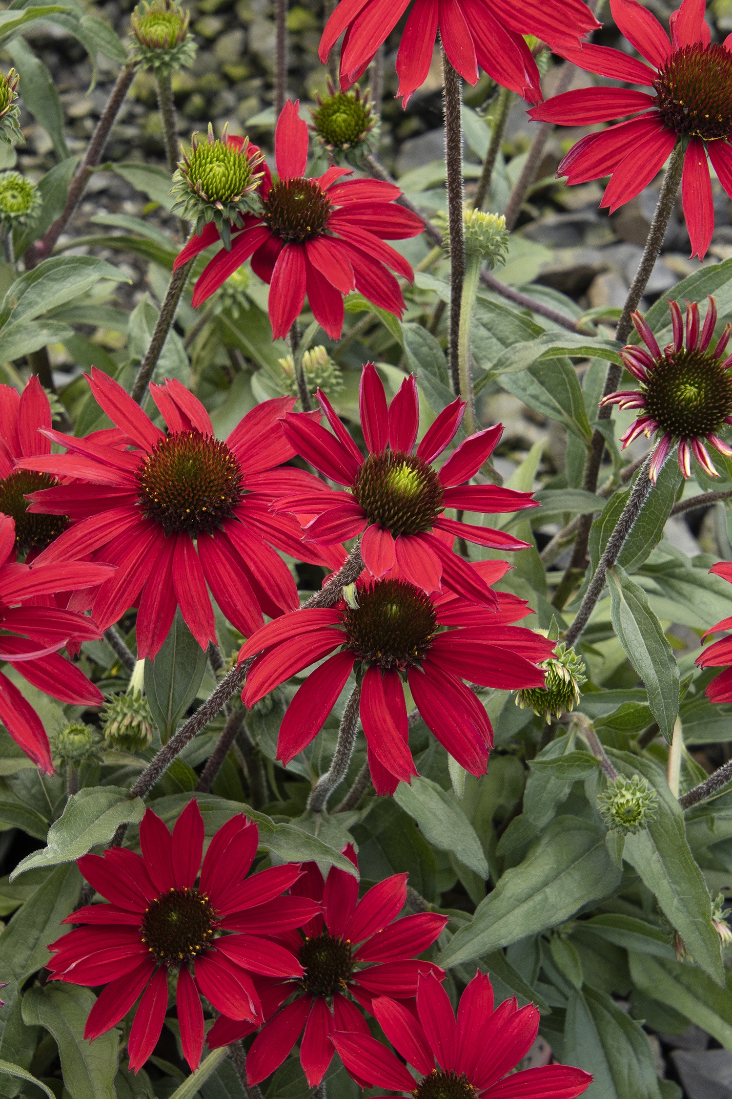Evolution™ Embers™ Fever Coneflower, Monrovia Plant