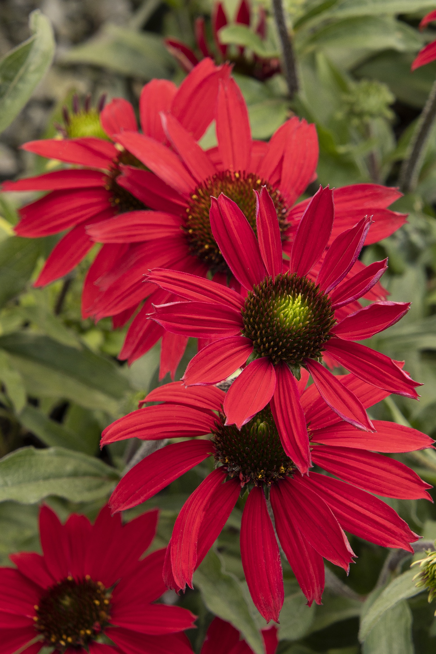Evolution™ Embers™ Fever Coneflower, Monrovia Plant