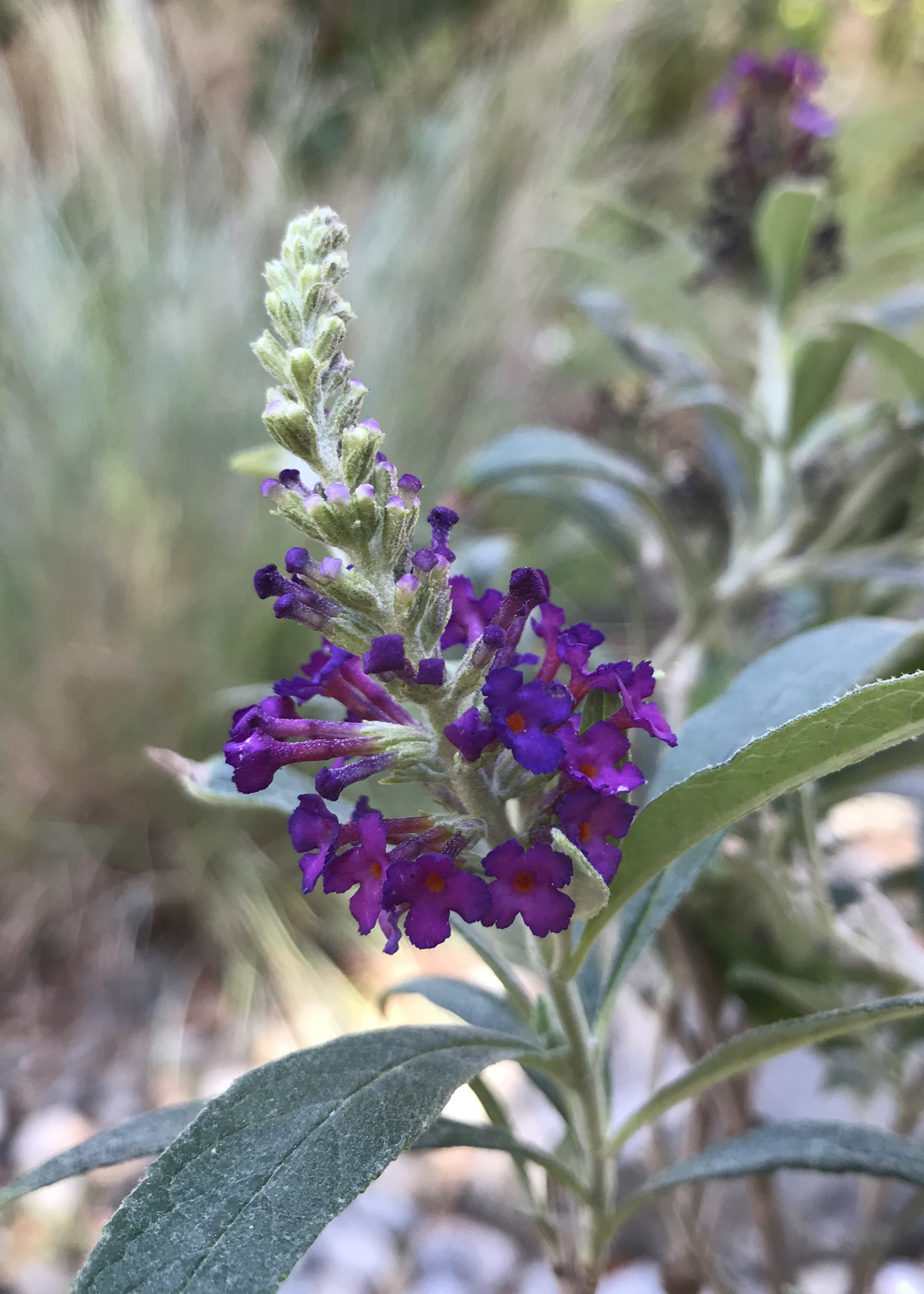 Sparkler® Purple Petite Butterfly Bush, Monrovia Plant