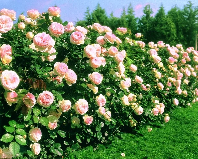 Eden Climber® Rose, Rosa x 'Meiviolin', Monrovia Plant