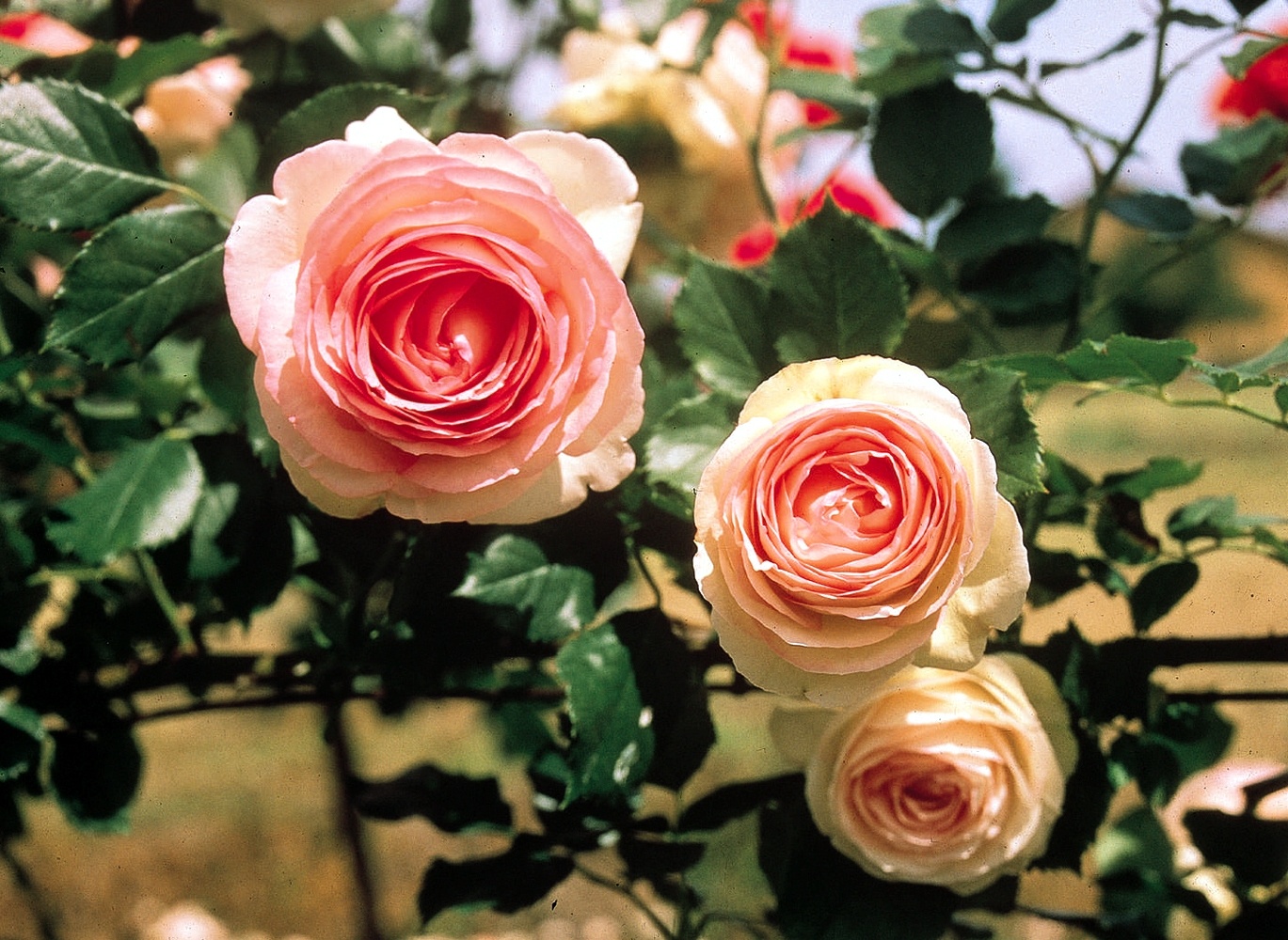 Eden Climber® Rose, Rosa x 'Meiviolin', Monrovia Plant