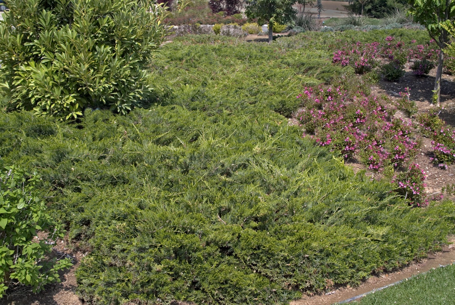 Buffalo Juniper, Juniperus sabina 'Buffalo', Monrovia Plant