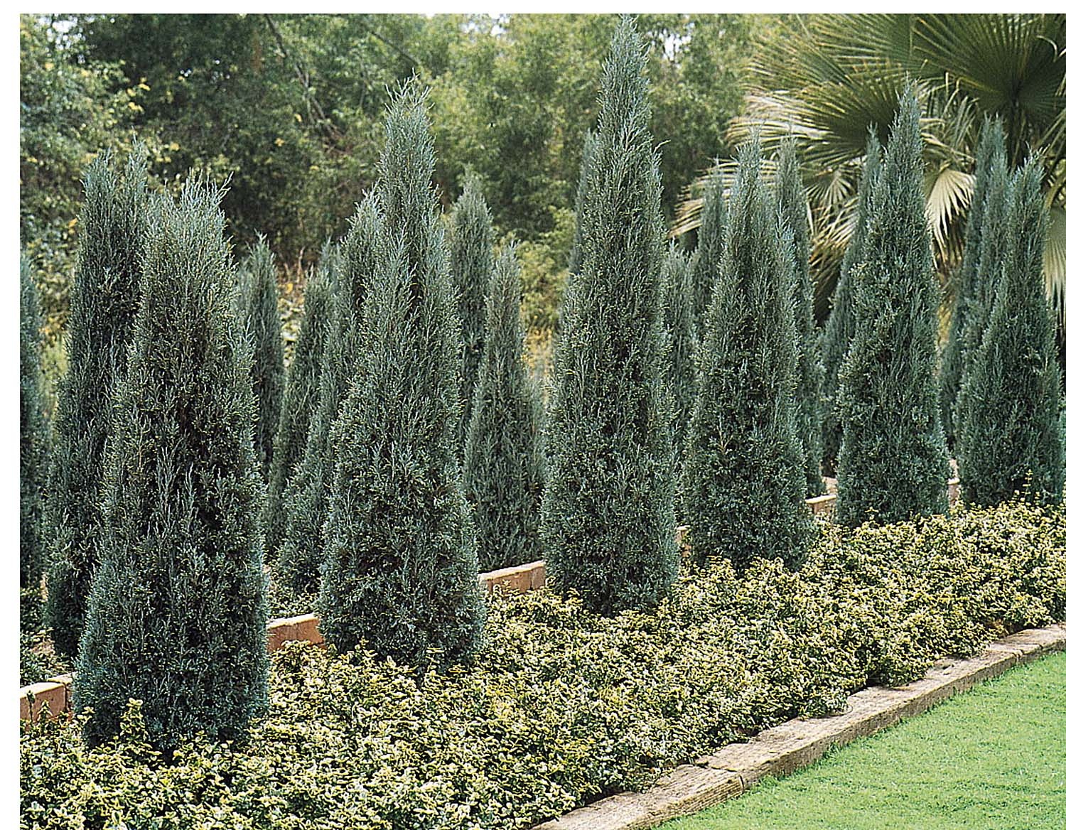 Gray Gleam Juniper, Juniperus scopulorum 'Gray Gleam', Monrovia Plant