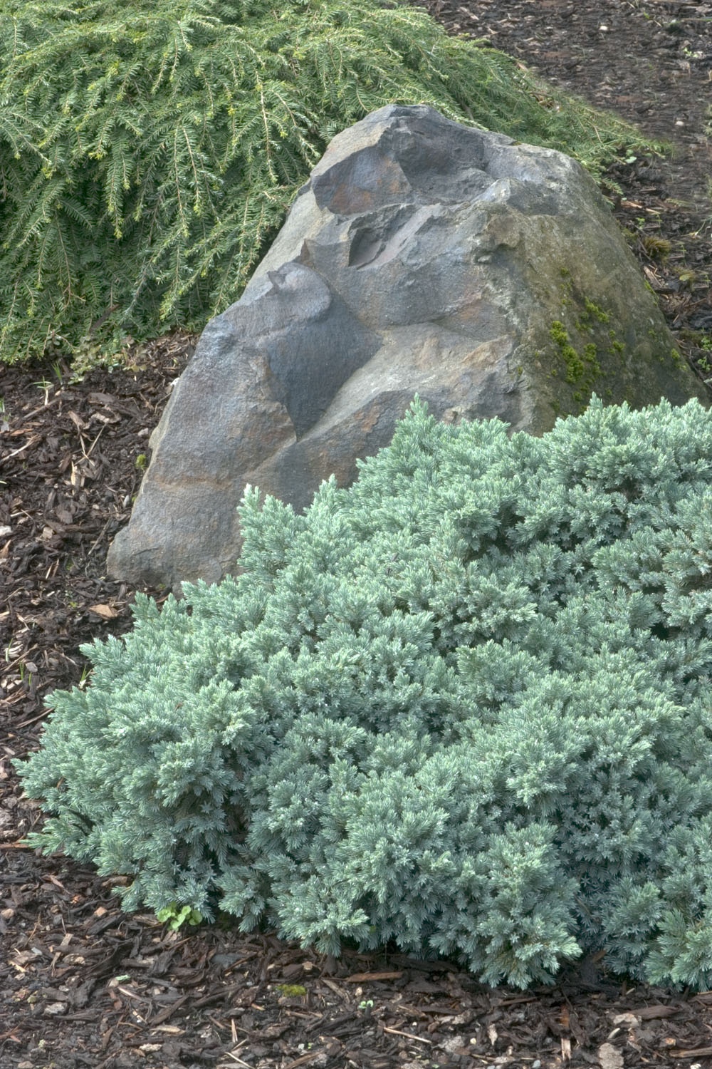 Blue Star Juniper, Juniperus squamata 'Blue Star', Monrovia Plant