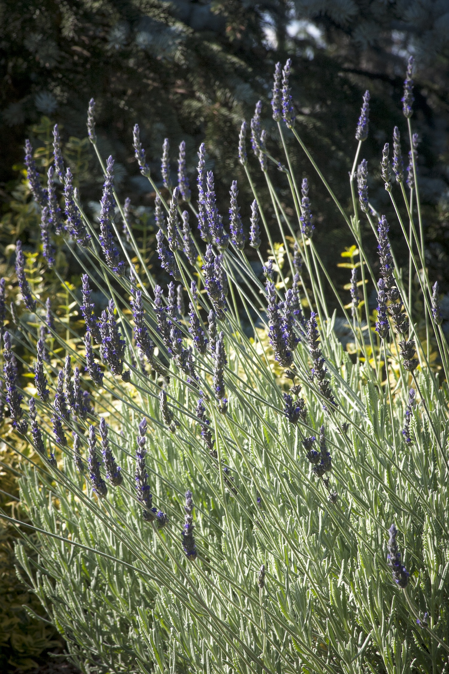 Goodwin Creek Gray Lavender, Lavandula x ginginsii 'Goodwin Creek Gray'