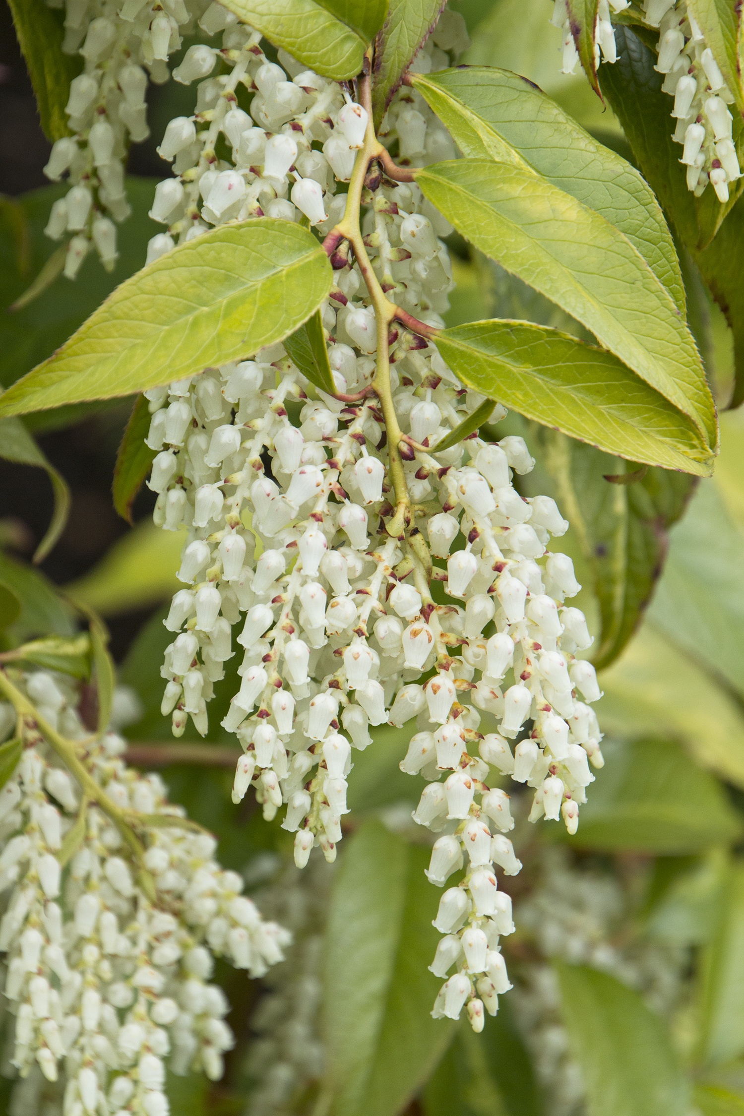 Rainbow Drooping Leucothoe, Leucothoe fontanesiana 'Rainbow'