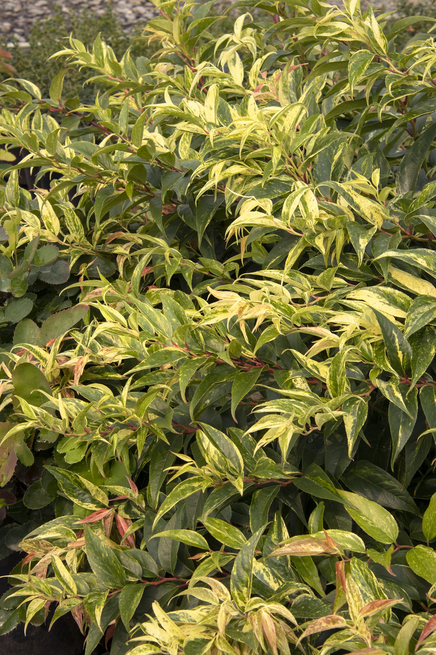 Rainbow Drooping Leucothoe, Leucothoe fontanesiana 'Rainbow'