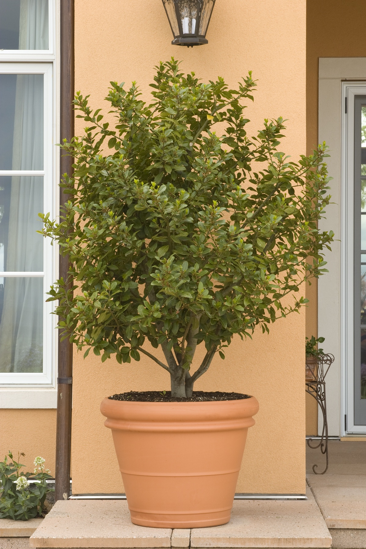 Sweet Bay, Laurus nobilis, Monrovia Plant