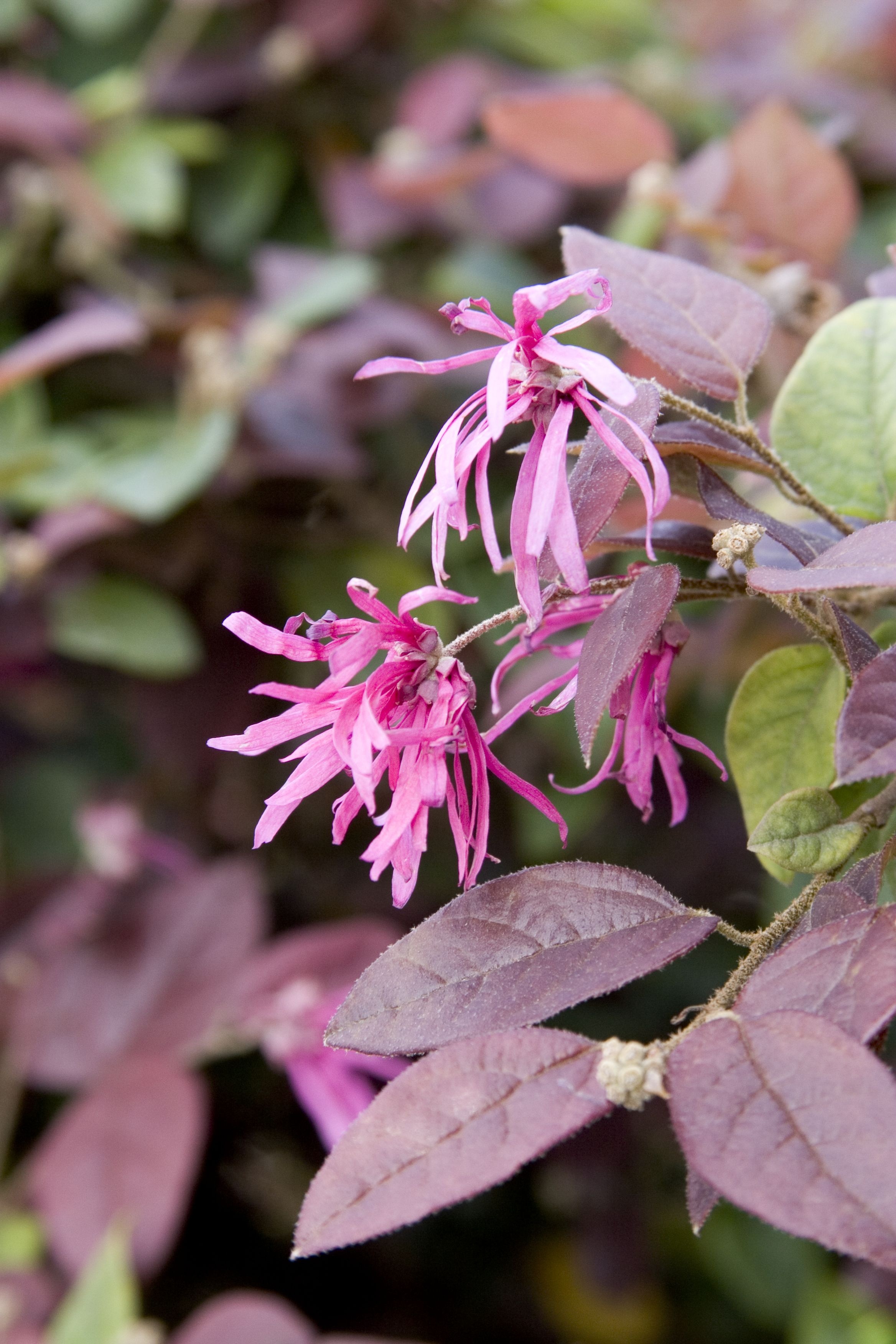 Razzleberri® Fringe Flower, Loropetalum chinense 'Monraz', Monrovia Plant