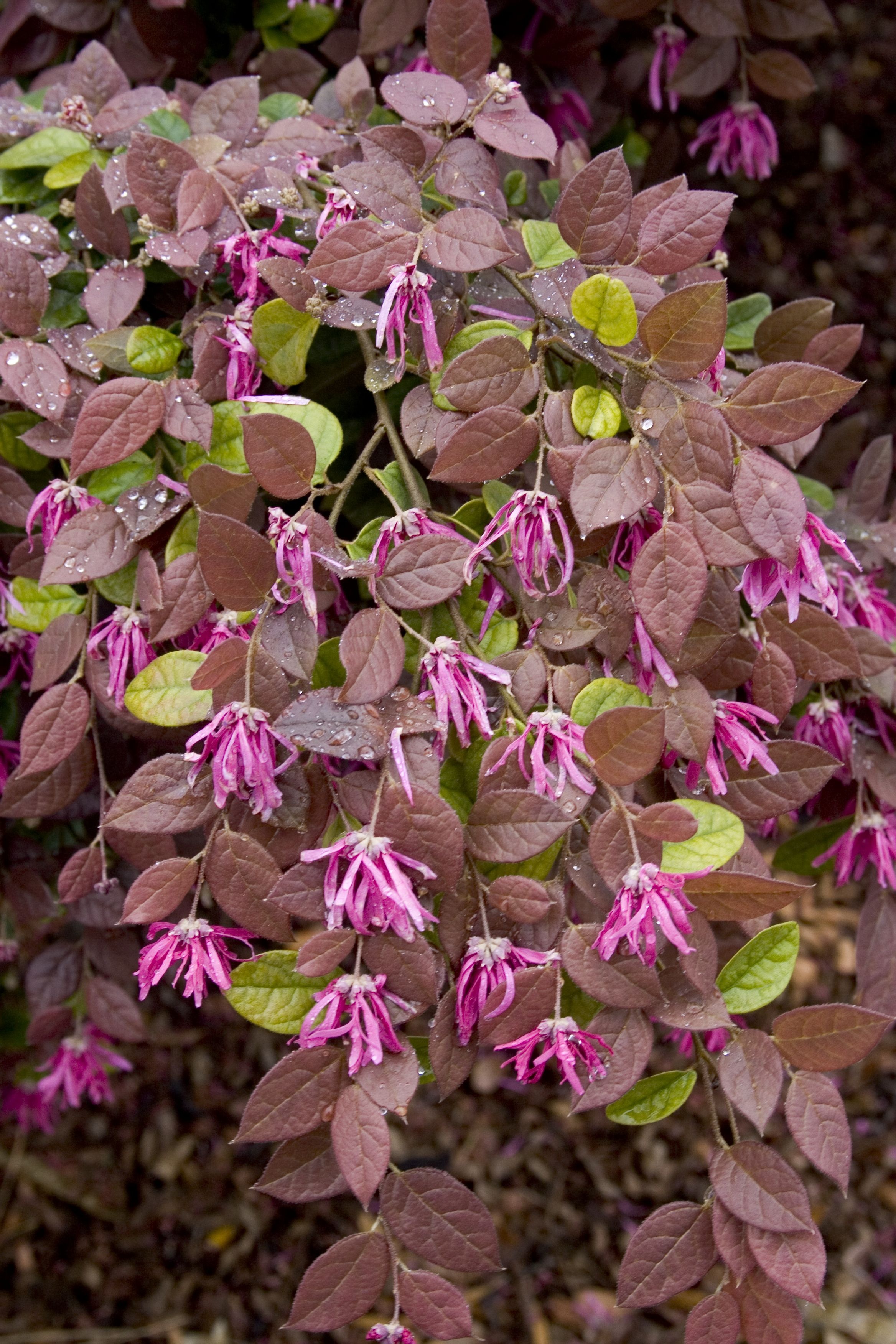 Razzleberri® Fringe Flower, Loropetalum chinense 'Monraz', Monrovia Plant