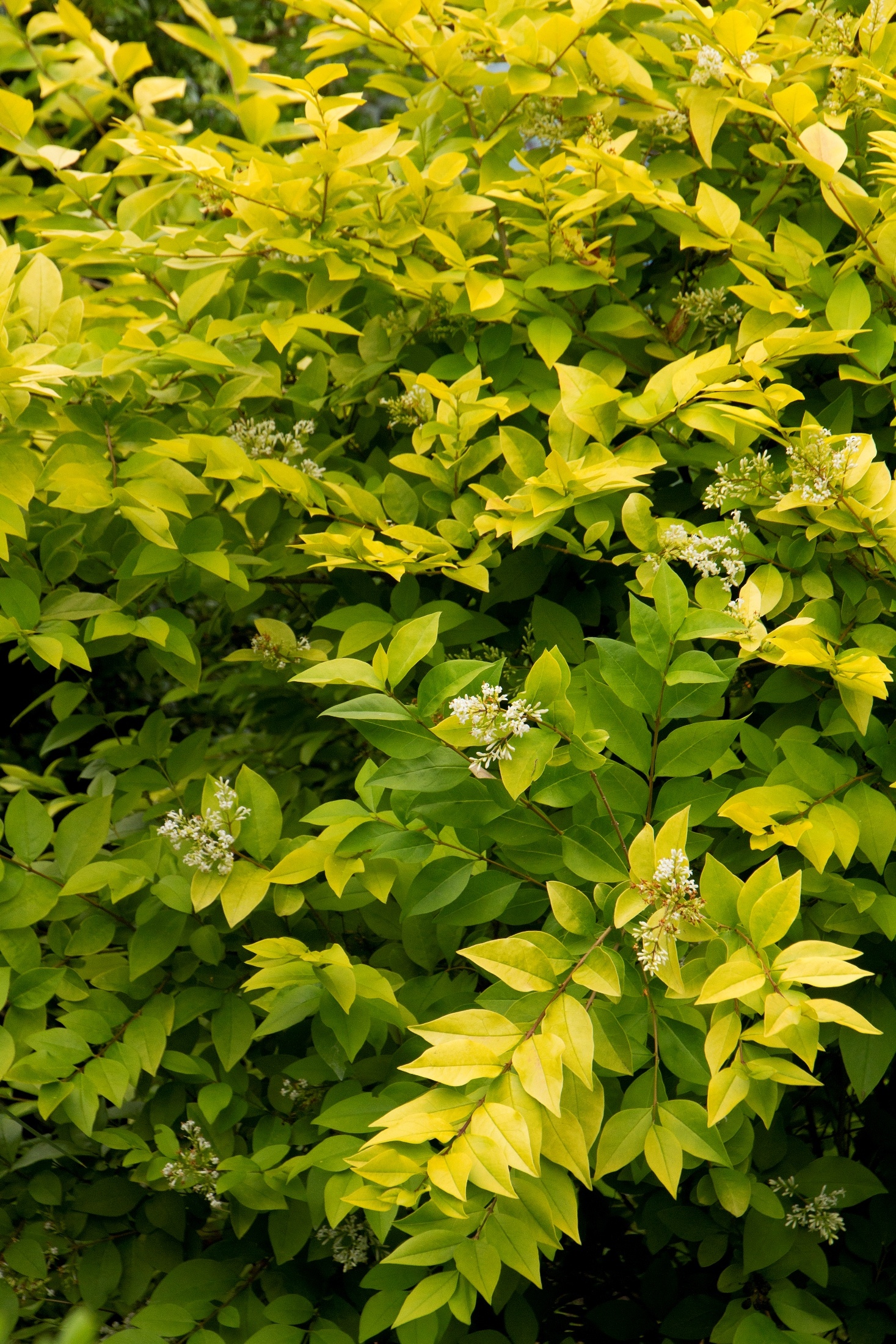 Vicary Golden Privet, Ligustrum x vicaryi, Monrovia Plant