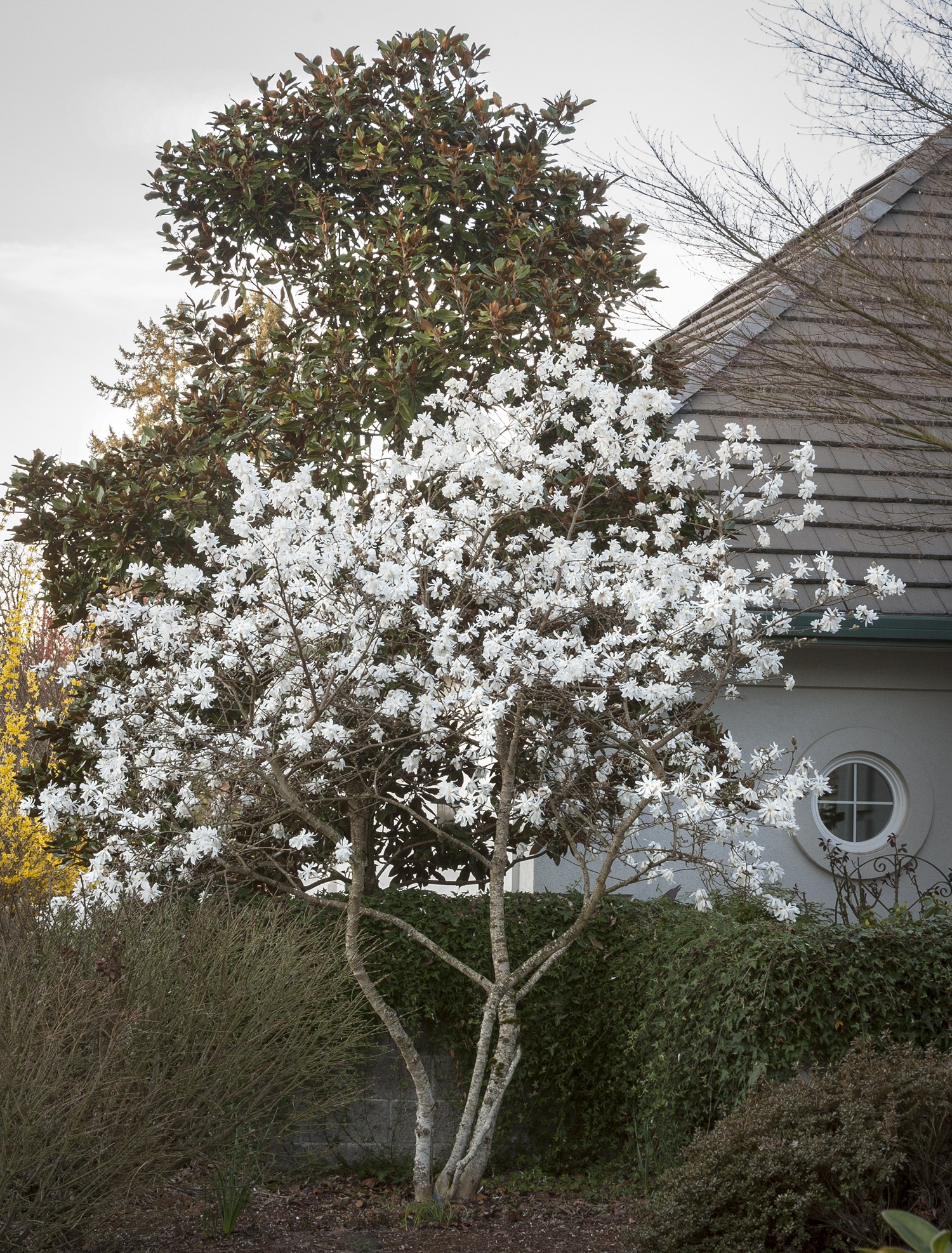 Royal Star Magnolia, Magnolia stellata 'Royal Star', Monrovia Plant