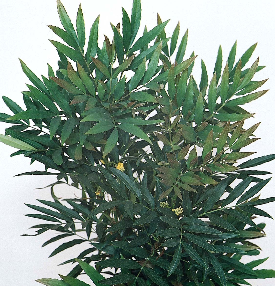 Chinese Mahonia, Mahonia fortunei, Monrovia Plant