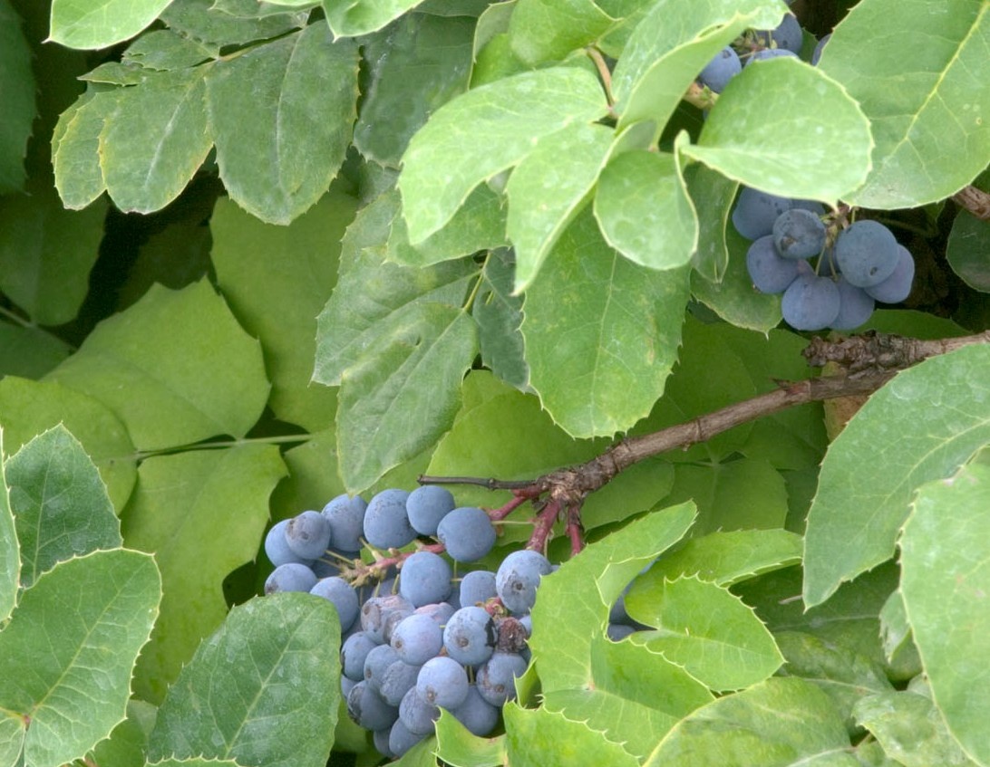 Creeping Oregon Grape, Mahonia repens, Monrovia Plant