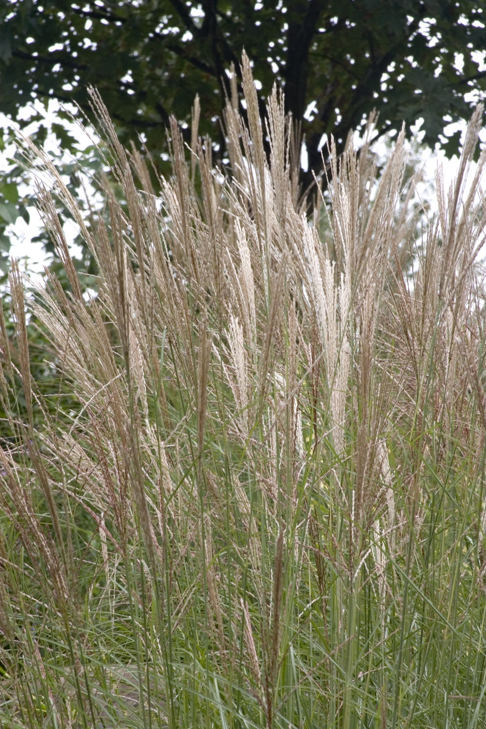 Dwarf Maiden Grass, Miscanthus sinensis 'Yakushima', Monrovia Plant