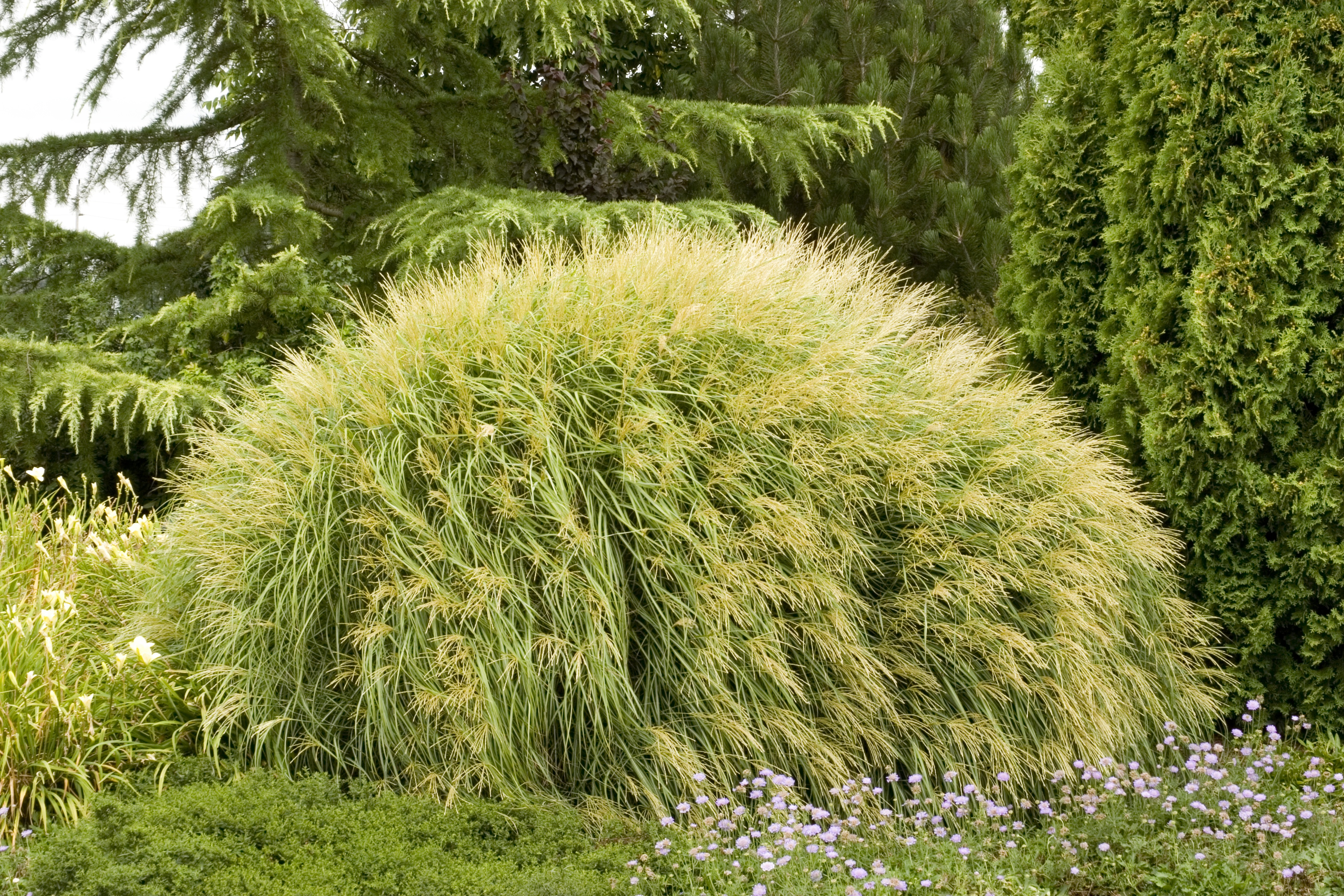 Dwarf Maiden Grass, Miscanthus sinensis 'Yakushima', Monrovia Plant