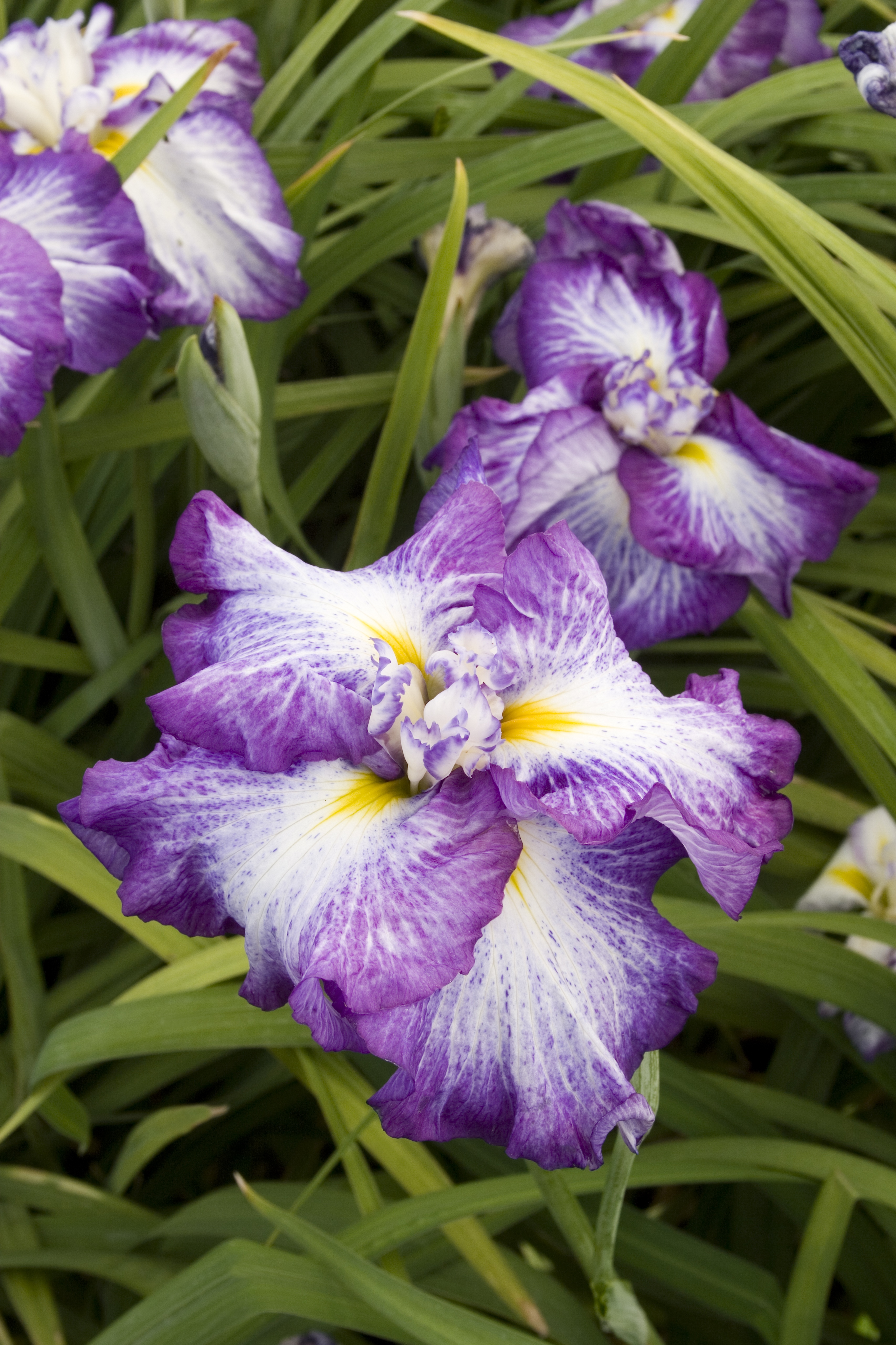 Cascade Spice Japanese Iris, Iris ensata 'Cascade Spice', Monrovia Plant
