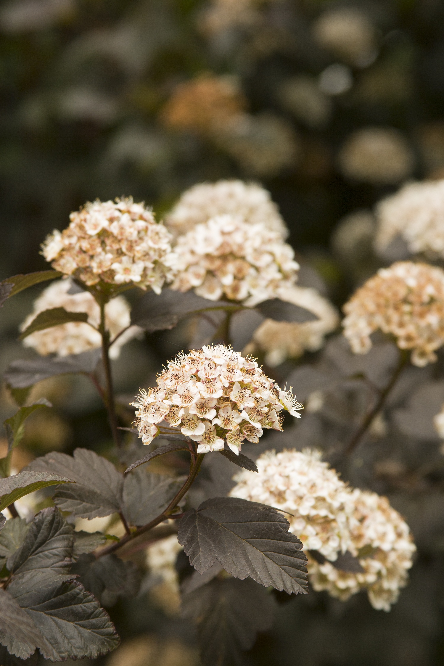 Diabolo® Ninebark, Physocarpus opulifolius 'Monlo', Monrovia Plant