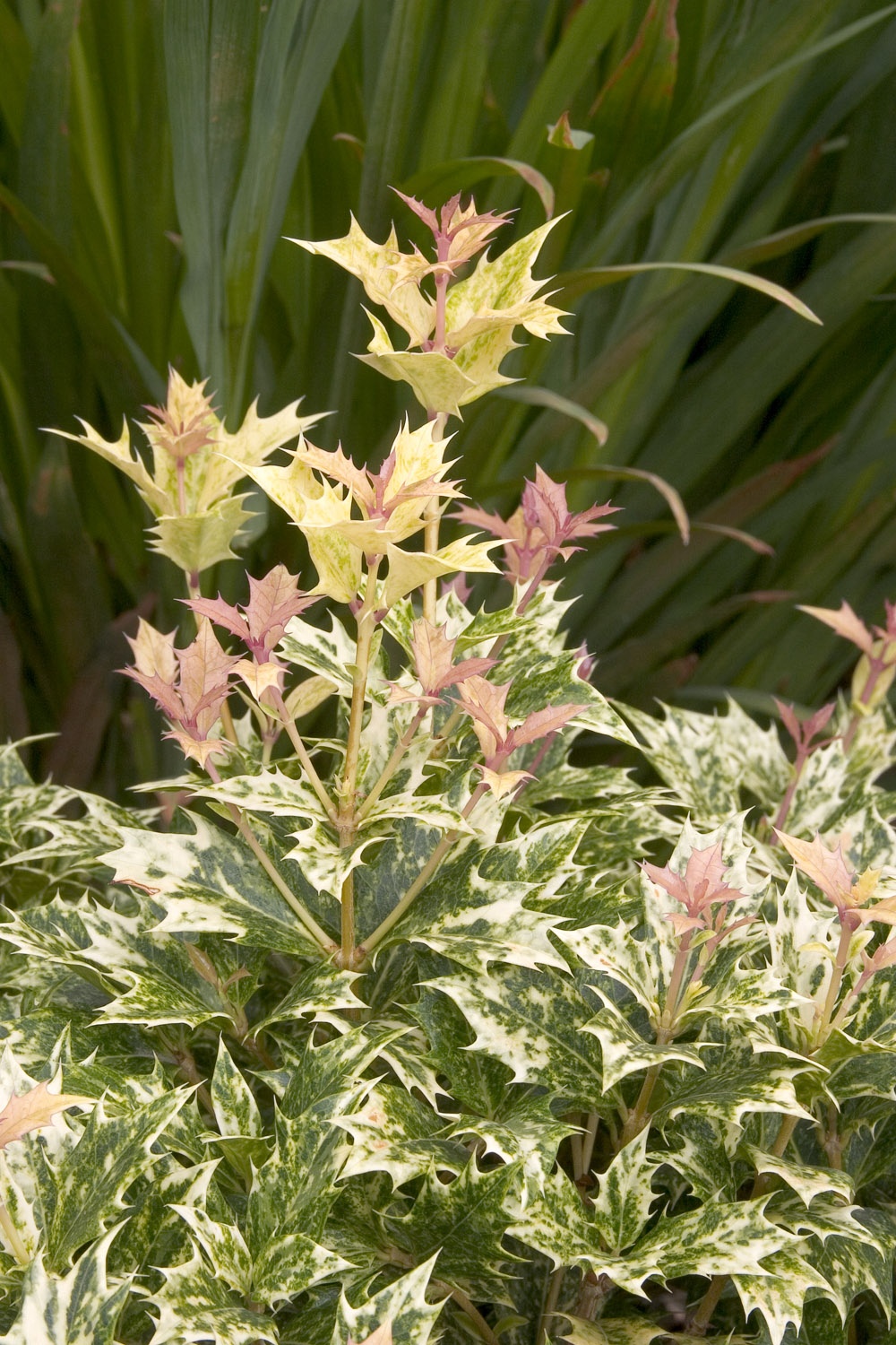 Goshiki Osmanthus, Osmanthus heterophyllus 'Goshiki', Monrovia Plant