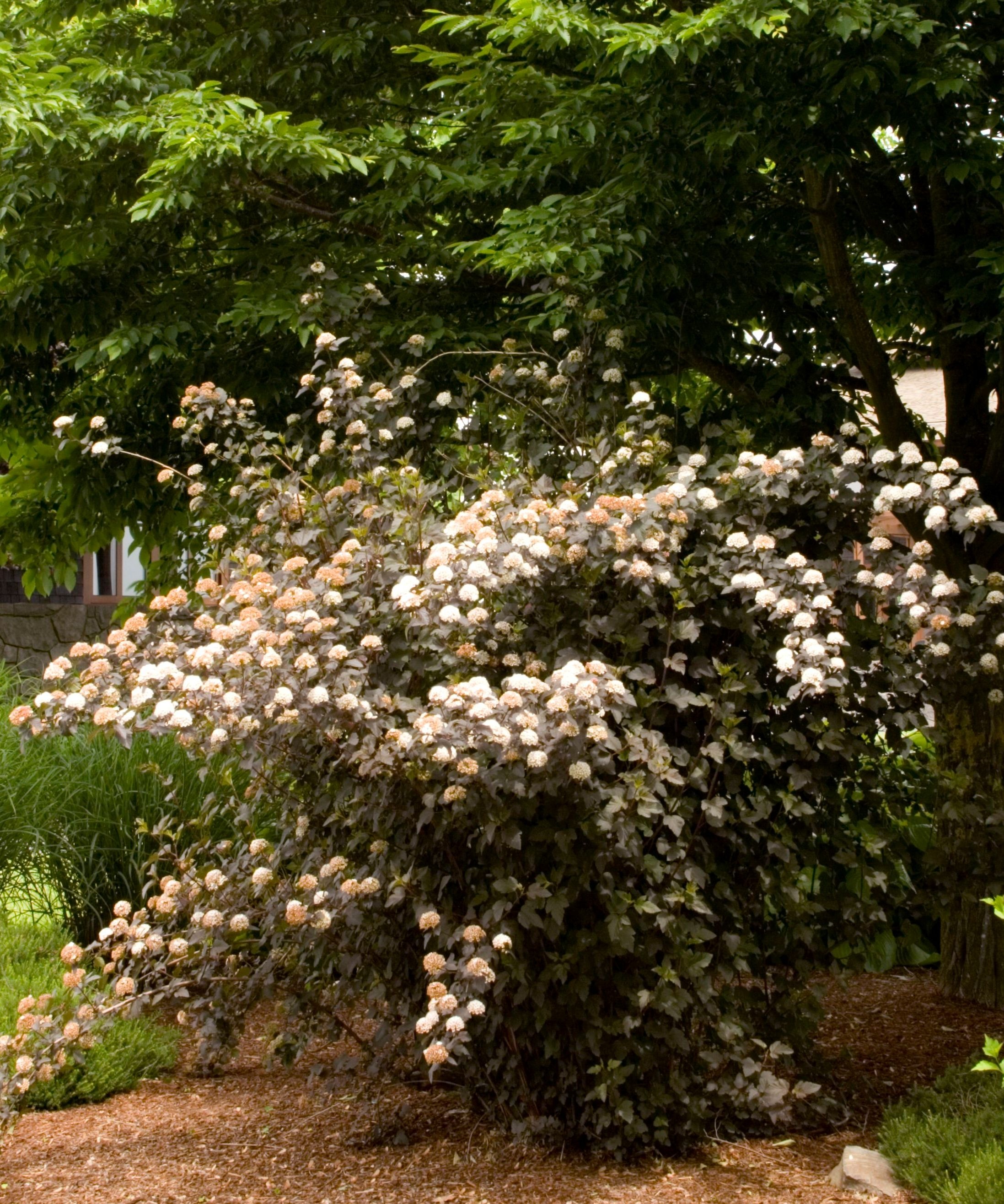 Diabolo® Ninebark, Physocarpus opulifolius 'Monlo', Monrovia Plant