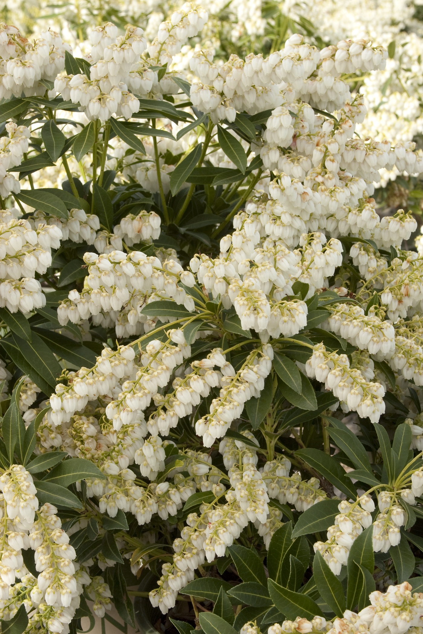 Purity Pieris, Pieris japonica 'Purity', Monrovia Plant