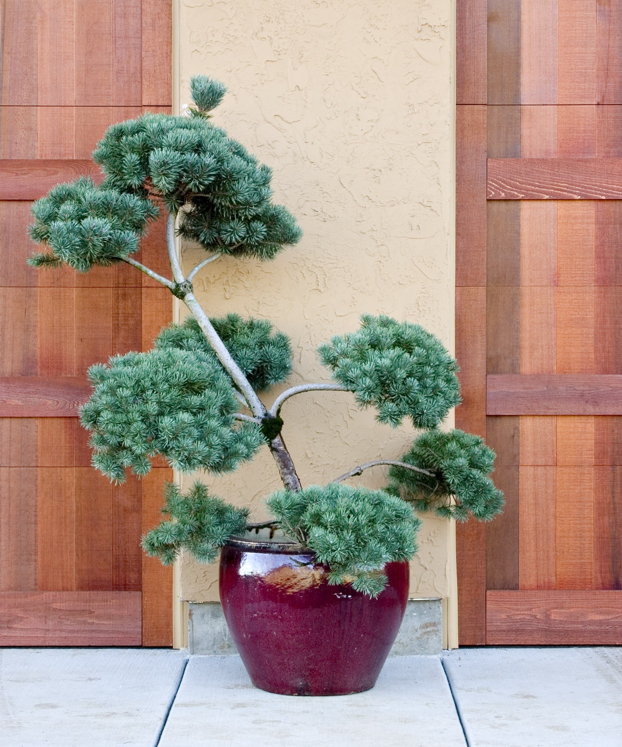 French Blue Scotch Pine, Pinus sylvestris 'French Blue', Monrovia Plant
