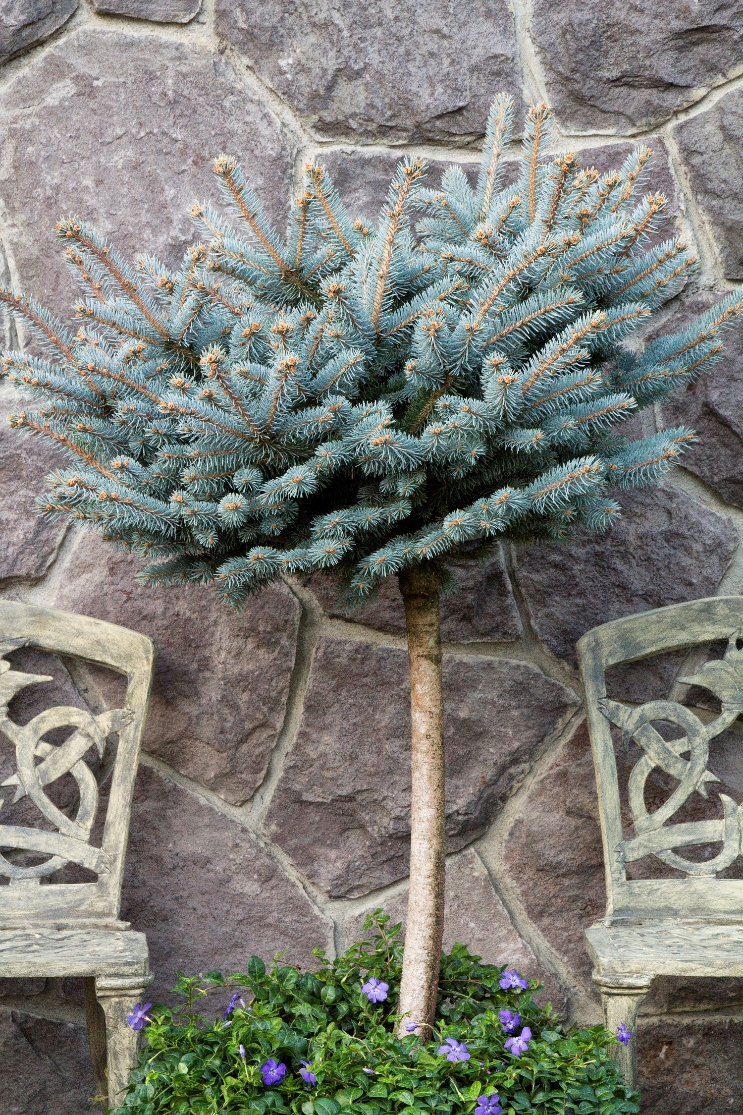 Dwarf Globe Blue Spruce, Picea pungens 'Globosa', Monrovia Plant