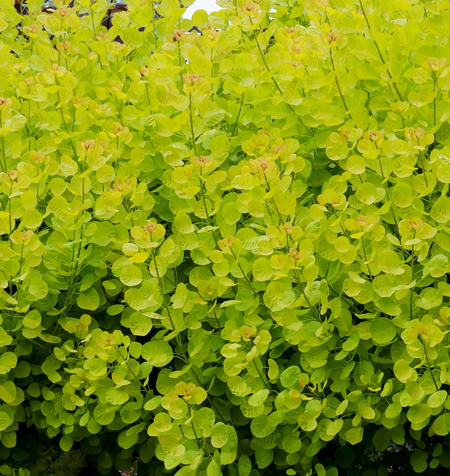 Golden Spirit Smoke Tree, Cotinus coggygria 'Ancot', Monrovia Plant