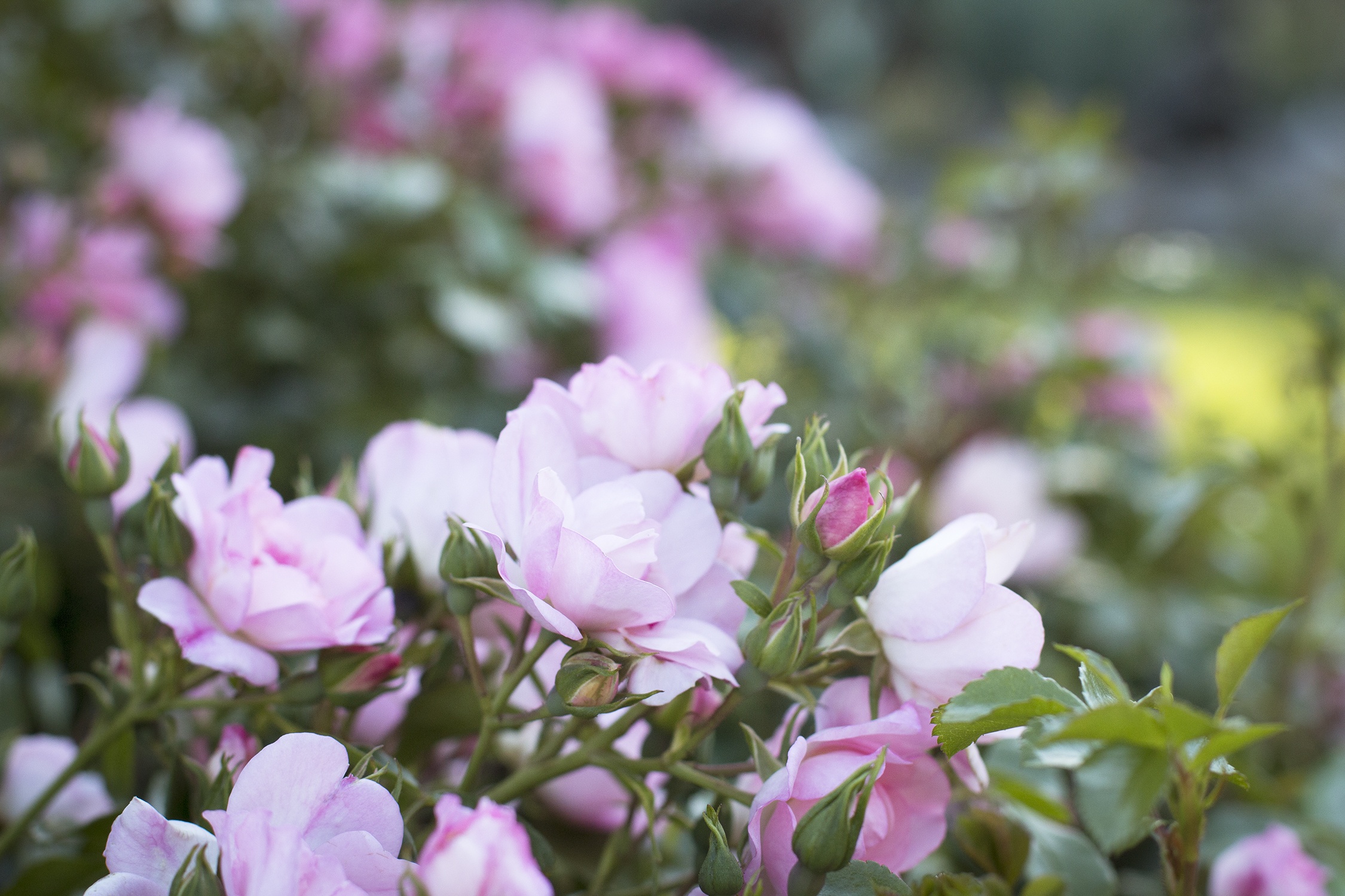 Flower Carpet® Appleblossom Rose, Rosa x 'Noamel', Monrovia Plant