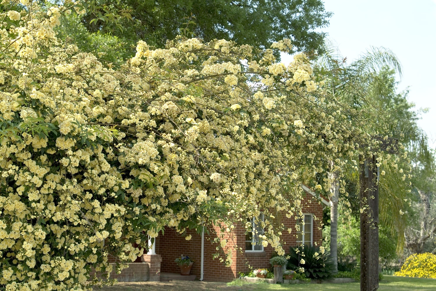 Yellow Lady Banks Climbing Rose, Rosa banksiae 'Lutea', Monrovia Plant