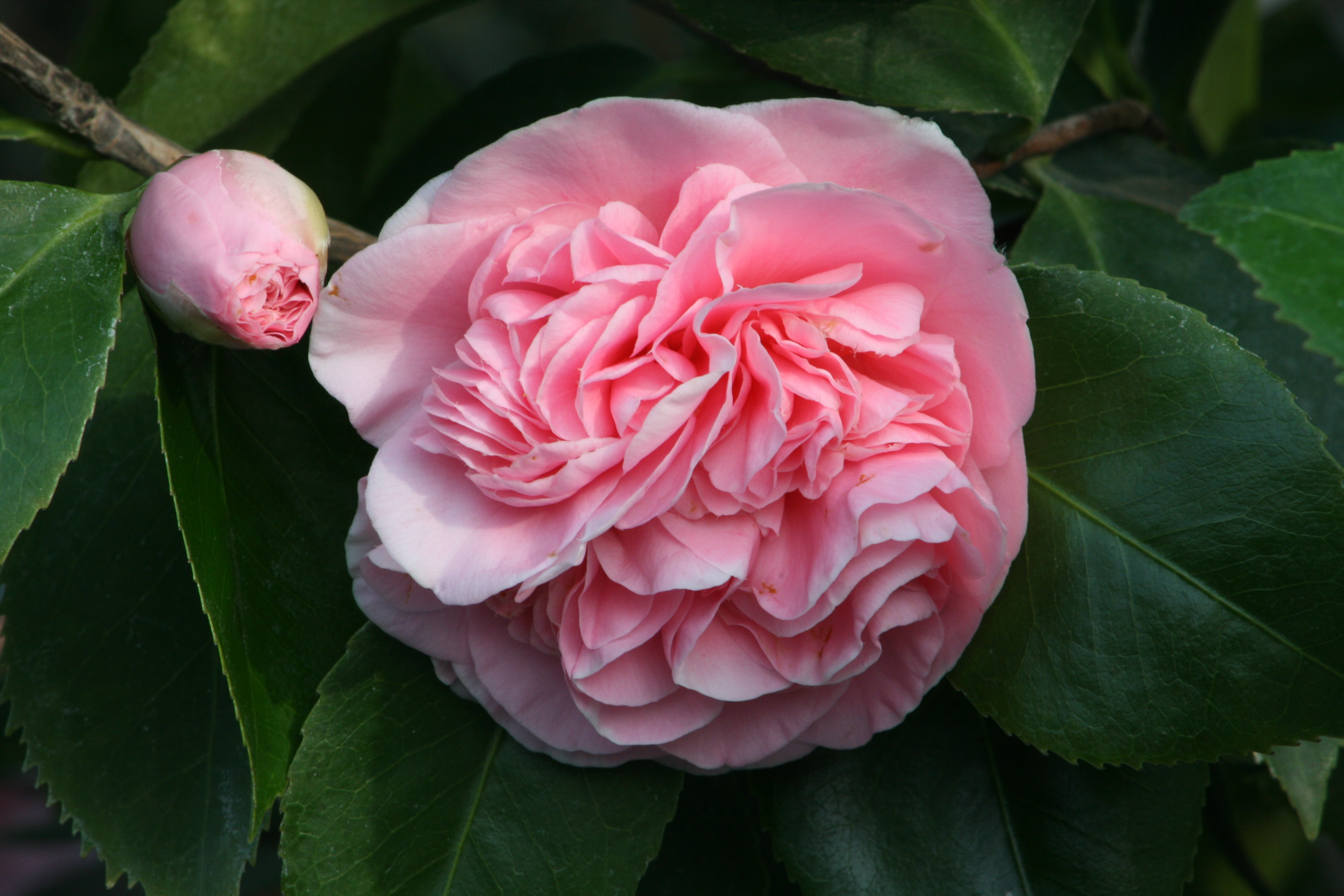 Debutante Camellia, Camellia japonica 'Debutante', Monrovia Plant