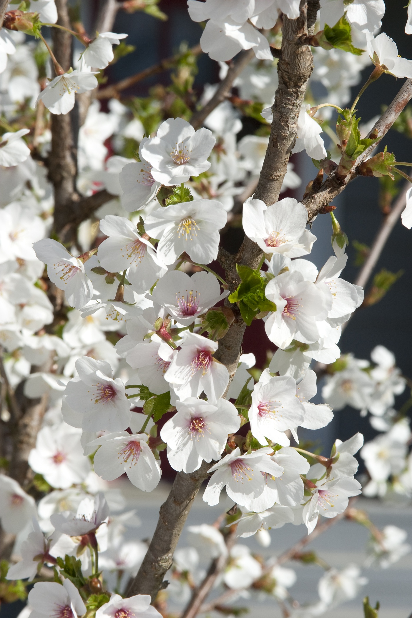 Mount Fuji Japanese Flowering Cherry, Prunus serrulata 'Mount Fuji'
